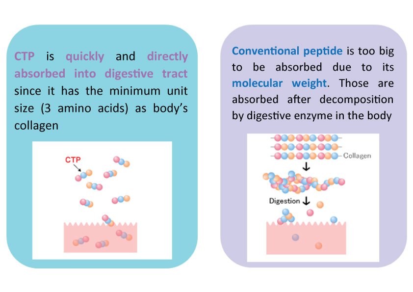 Beauty Series – Alpha Active